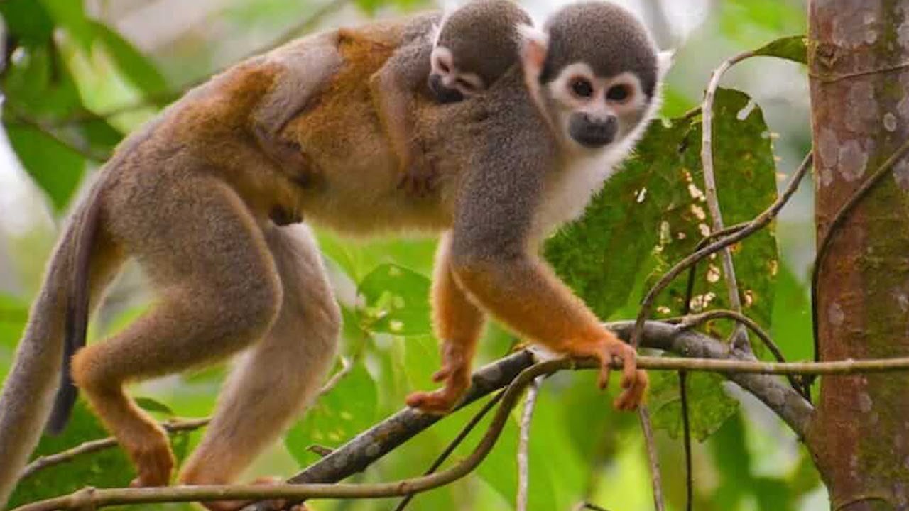 San Martín: "Mono amazónico es la especie más traficada dentro del ...